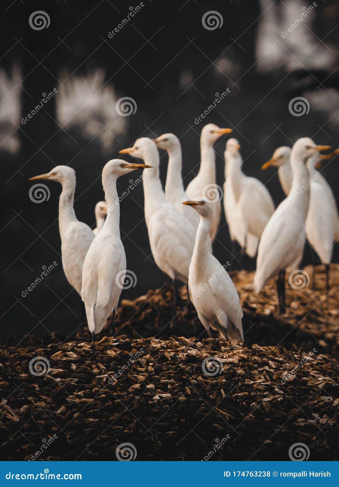 Standing Cranes at Fish Farm Stock Photo - Image of fauna, animals ...