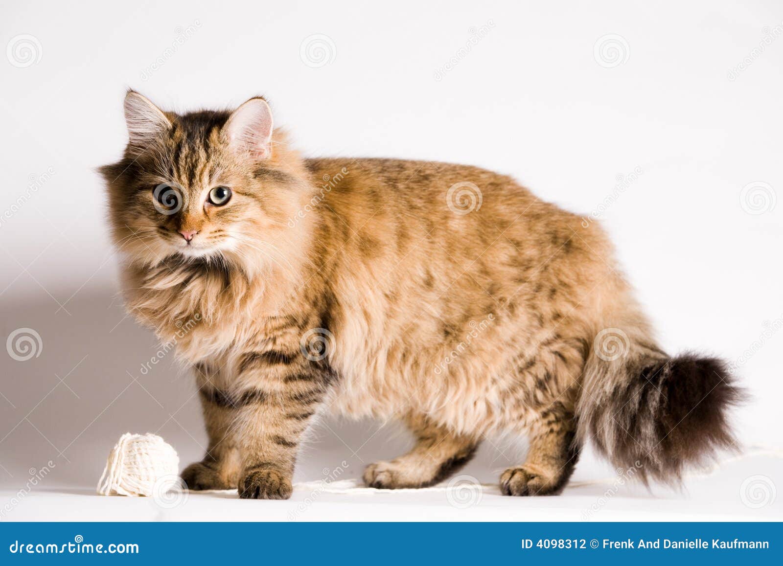 Standing cute cat stock photo. Image of playful, kitten - 4098312