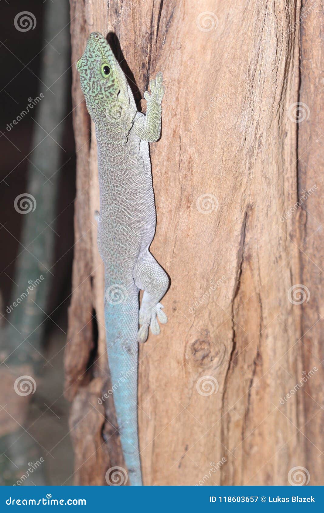Standing day gecko stock image. Image of standing, leaf - 118603657