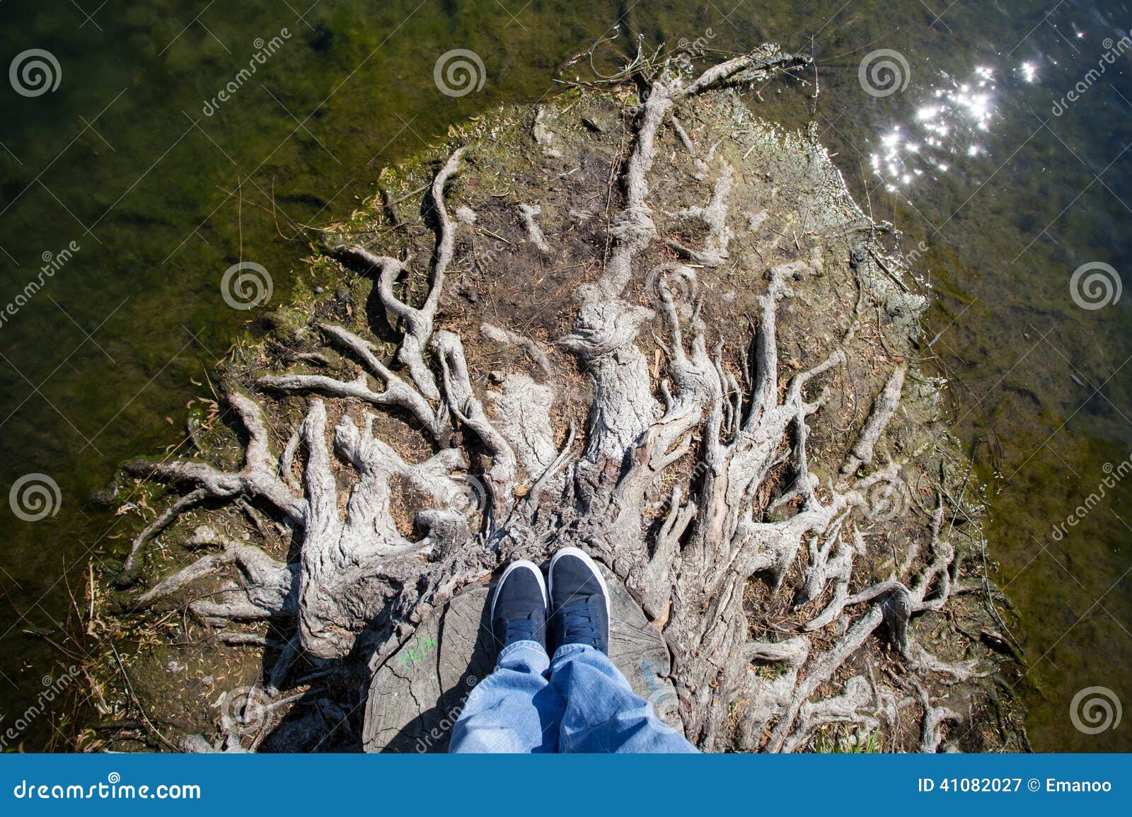 Standing on Dead Tree Roots Stock Image - Image of drought, leaf: 41082027