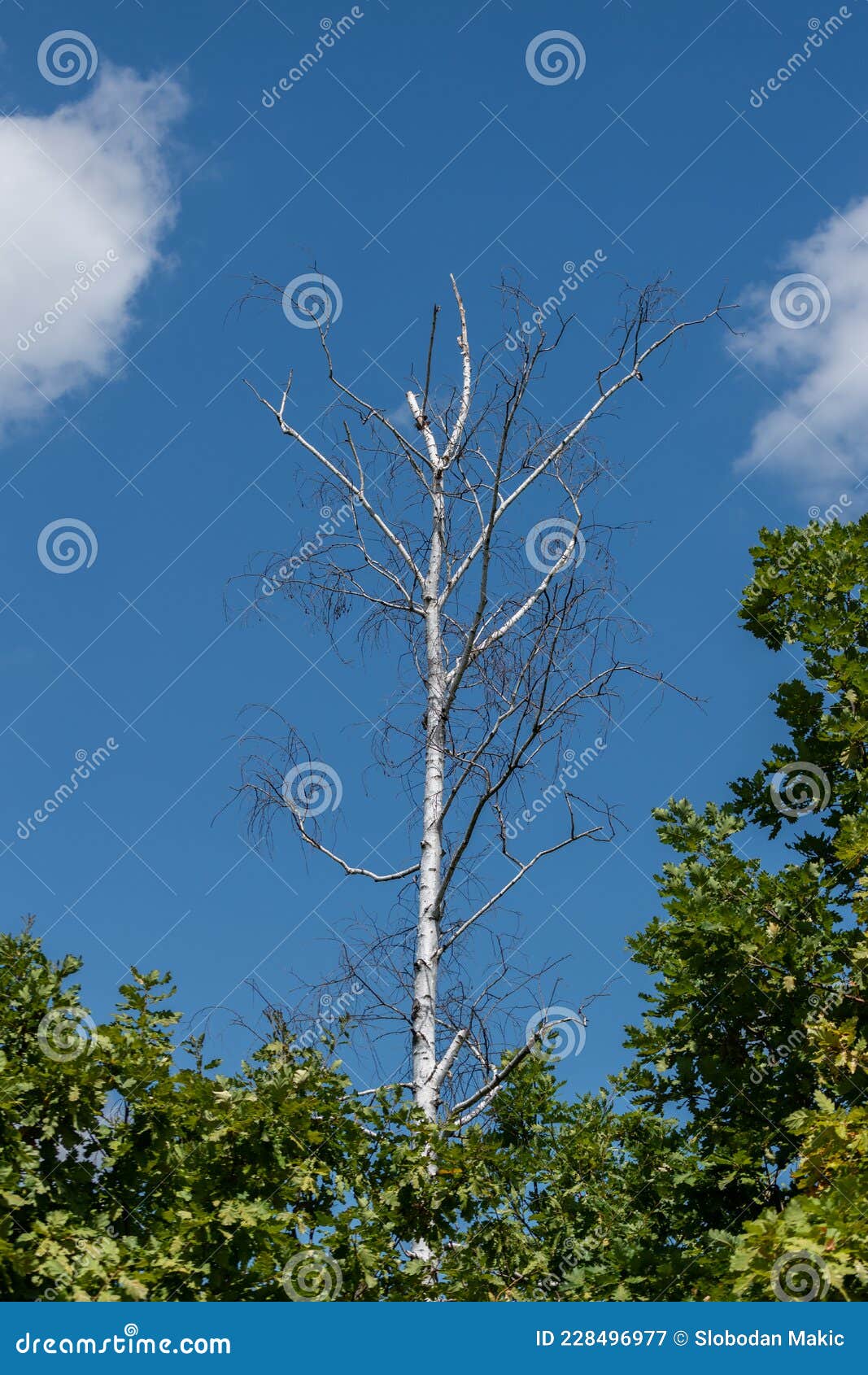 Standing Dead Tree or Snag, Dry Birch Tree Against Blue Sky Stock Image ...