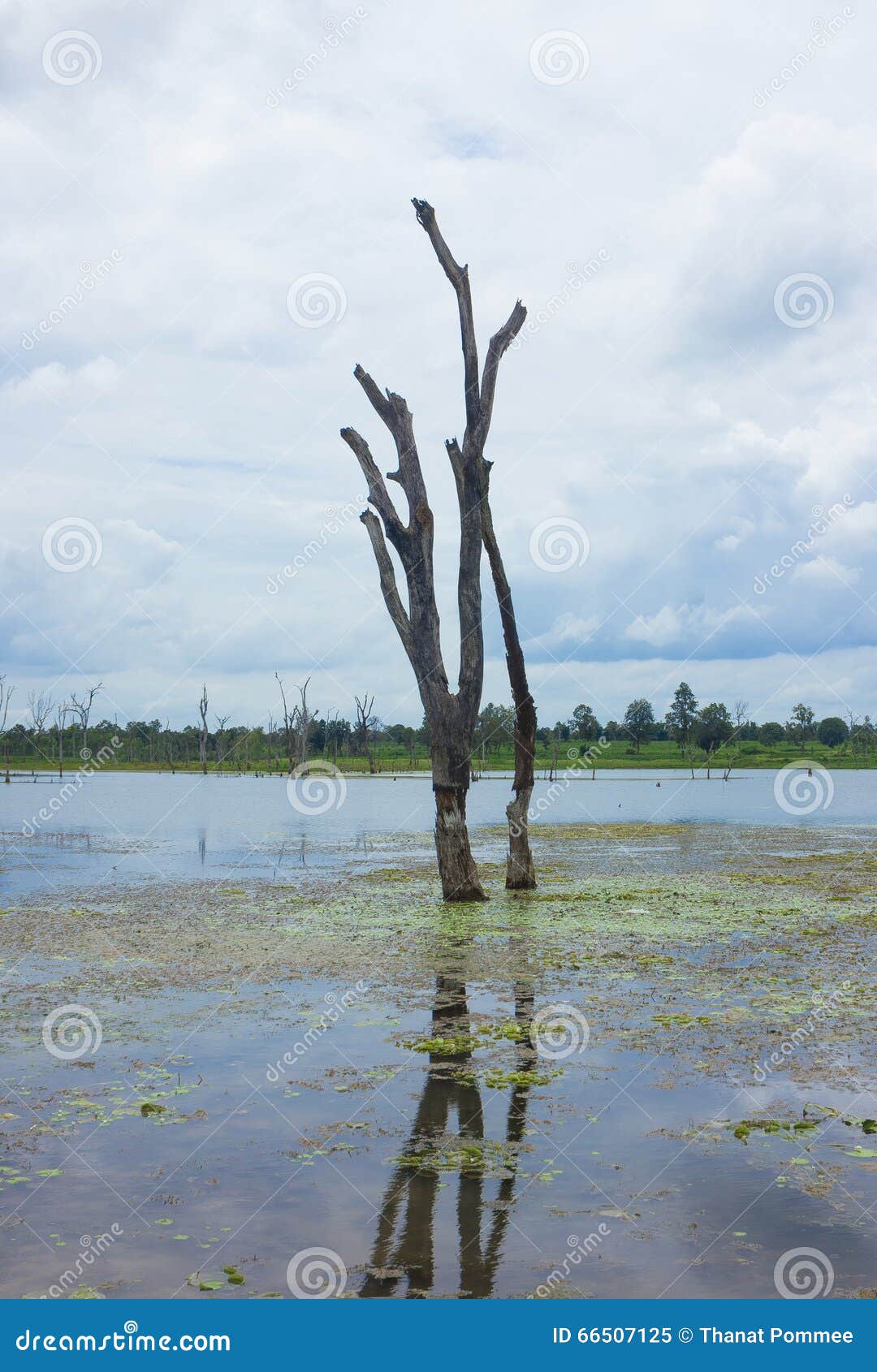 Standing Dead Trees that Died in River. Stock Image - Image of standing ...