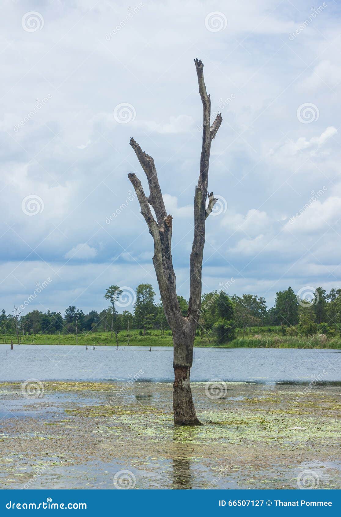 Standing Dead Trees that Died in River. Stock Image - Image of ...
