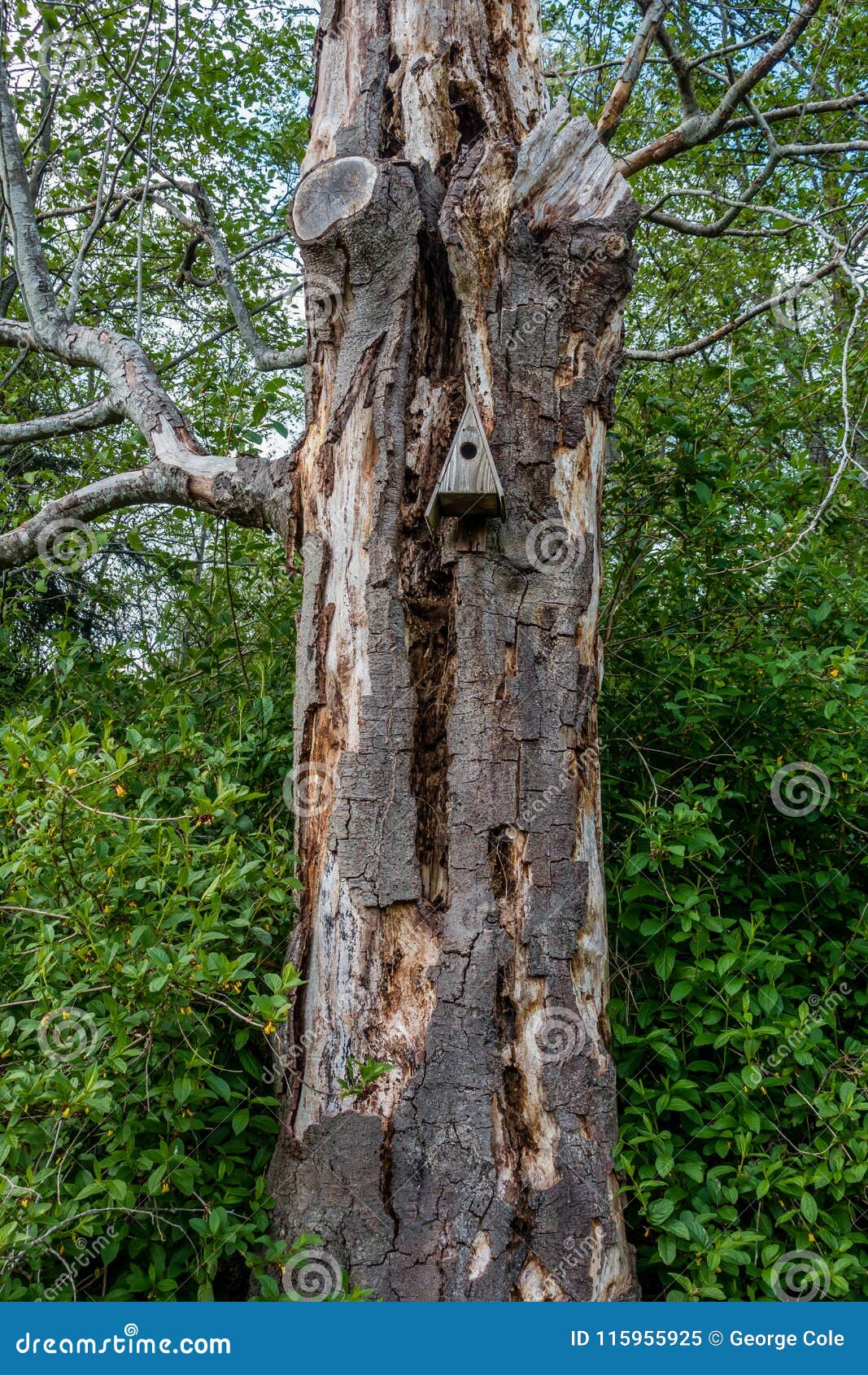 Standing Deadwood Tree 3 stock image. Image of scenic - 115955925
