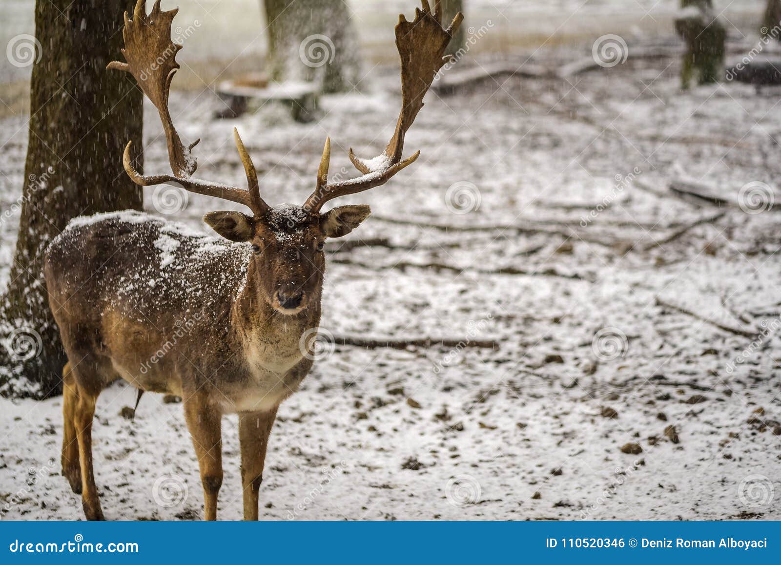 A Standing Deer in the Forest in a Front View Stock Photo - Image of ...