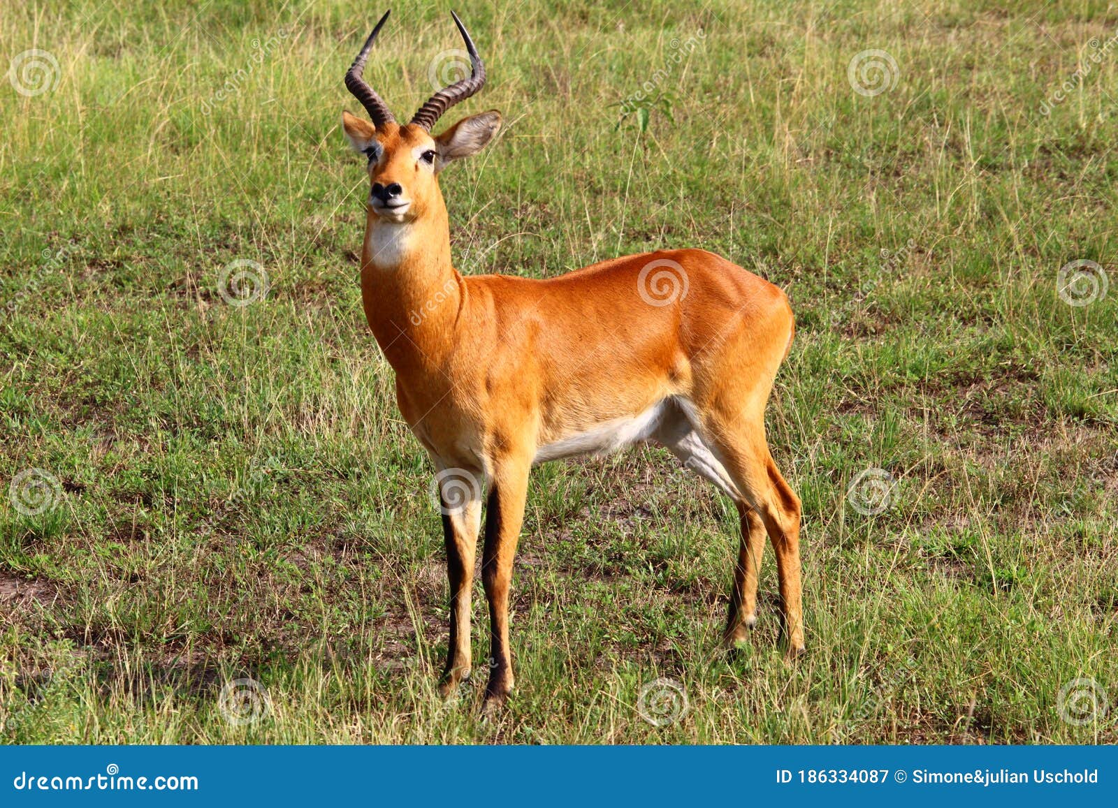 Standing deer stock image. Image of standing, deer, wildanimal - 186334087