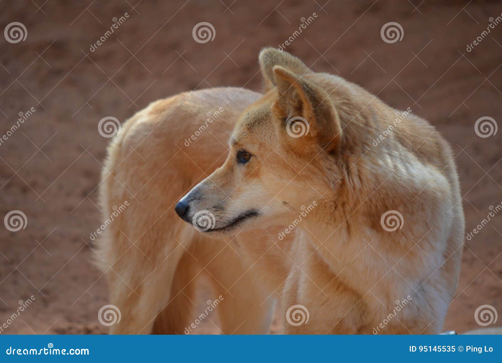 A standing dingo stock image. Image of mammal, canine - 95145535