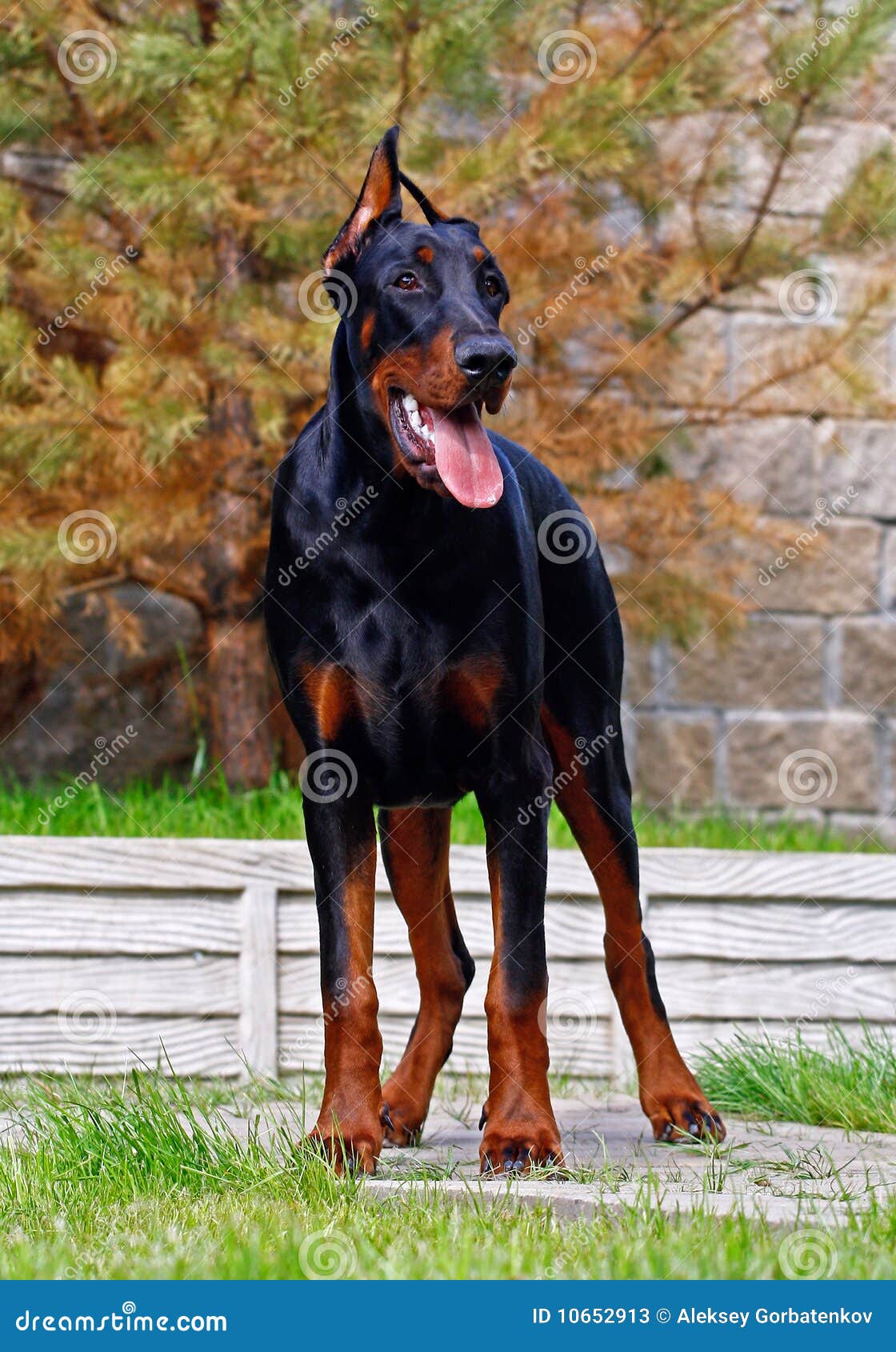 Standing doberman dog stock image. Image of trust, nature - 10652913