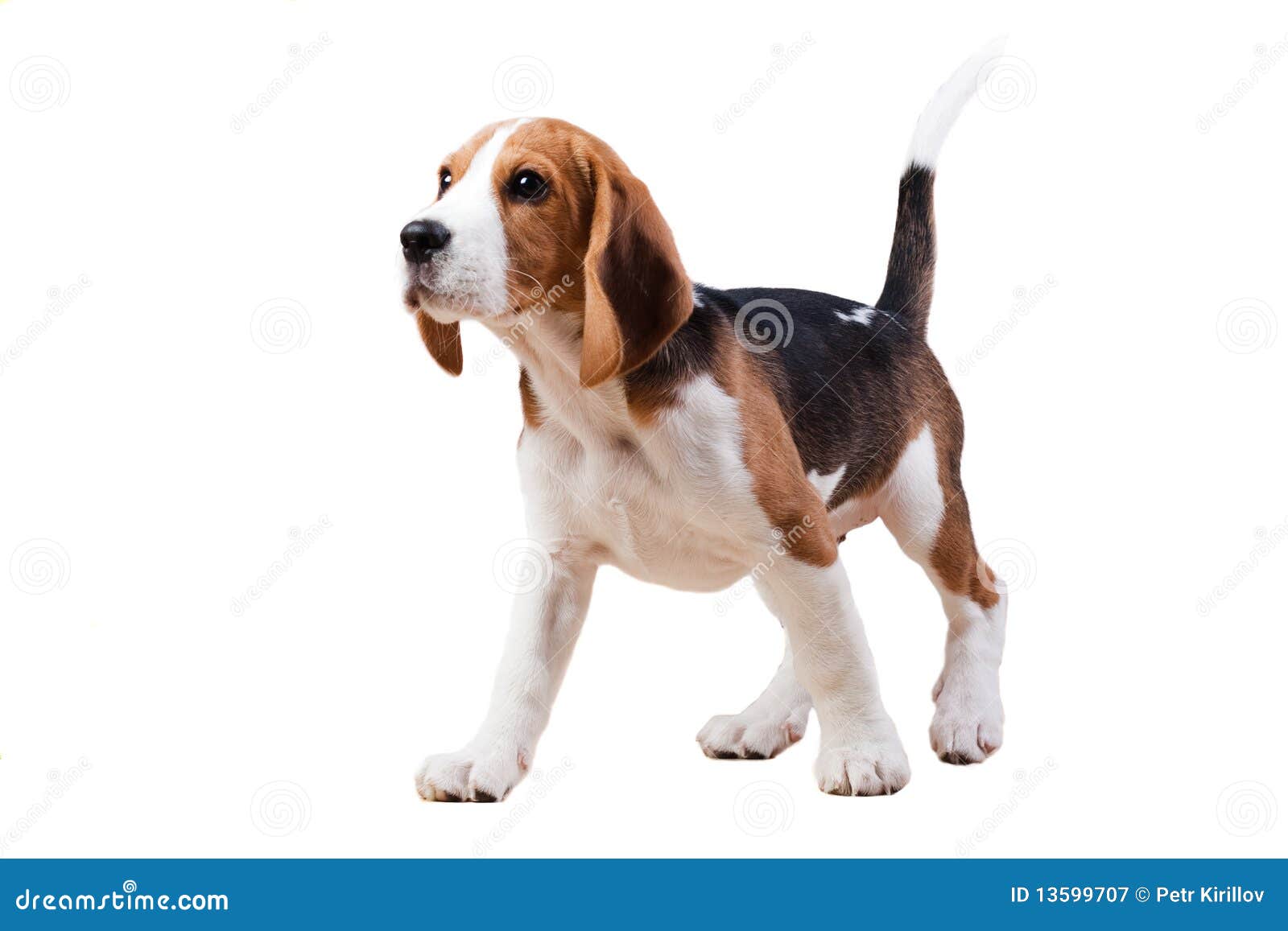 Standing dog. stock image. Image of cute, animal, nose - 13599707
