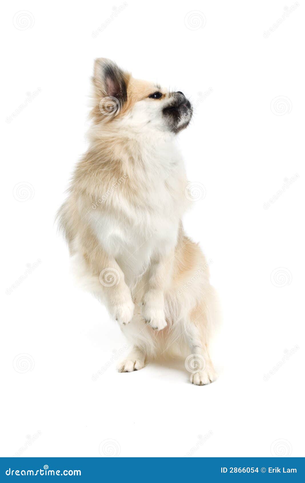 Standing dog stock photo. Image of doggy, furry, walks - 2866054