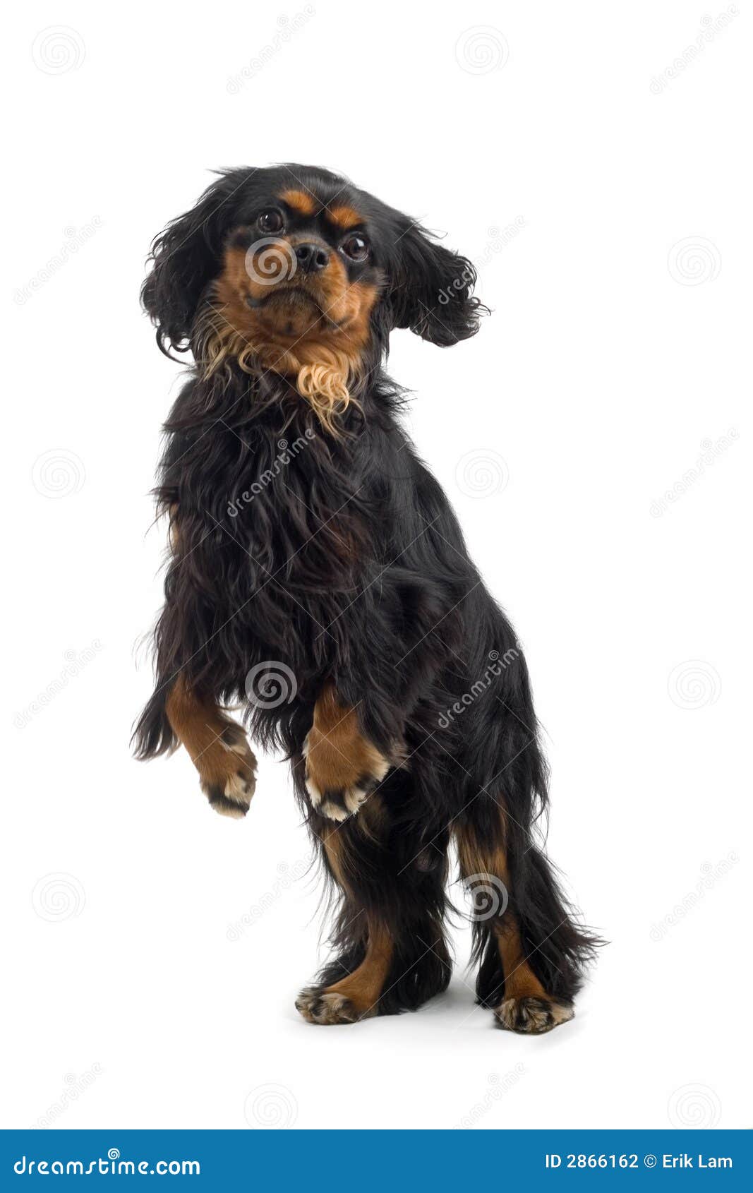 Standing dog stock photo. Image of stands, doggy, little - 2866162