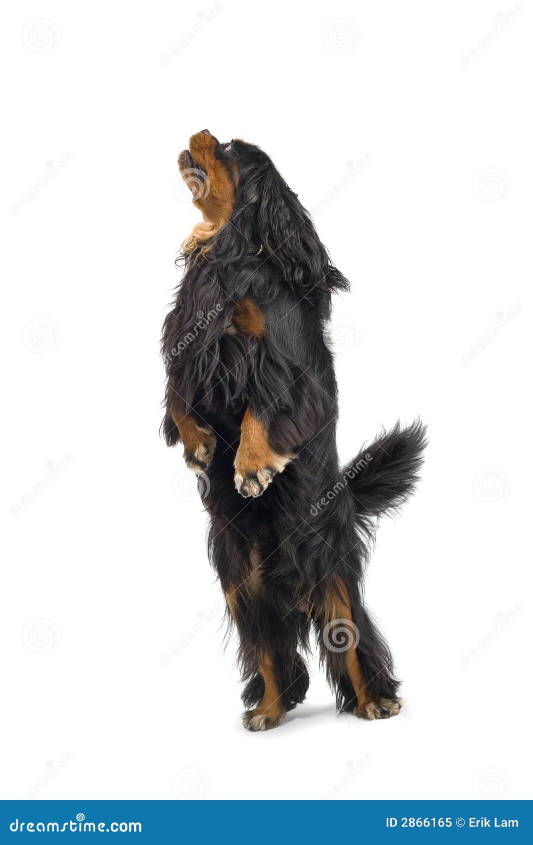 Standing dog stock image. Image of canis, walks, stand - 2866165