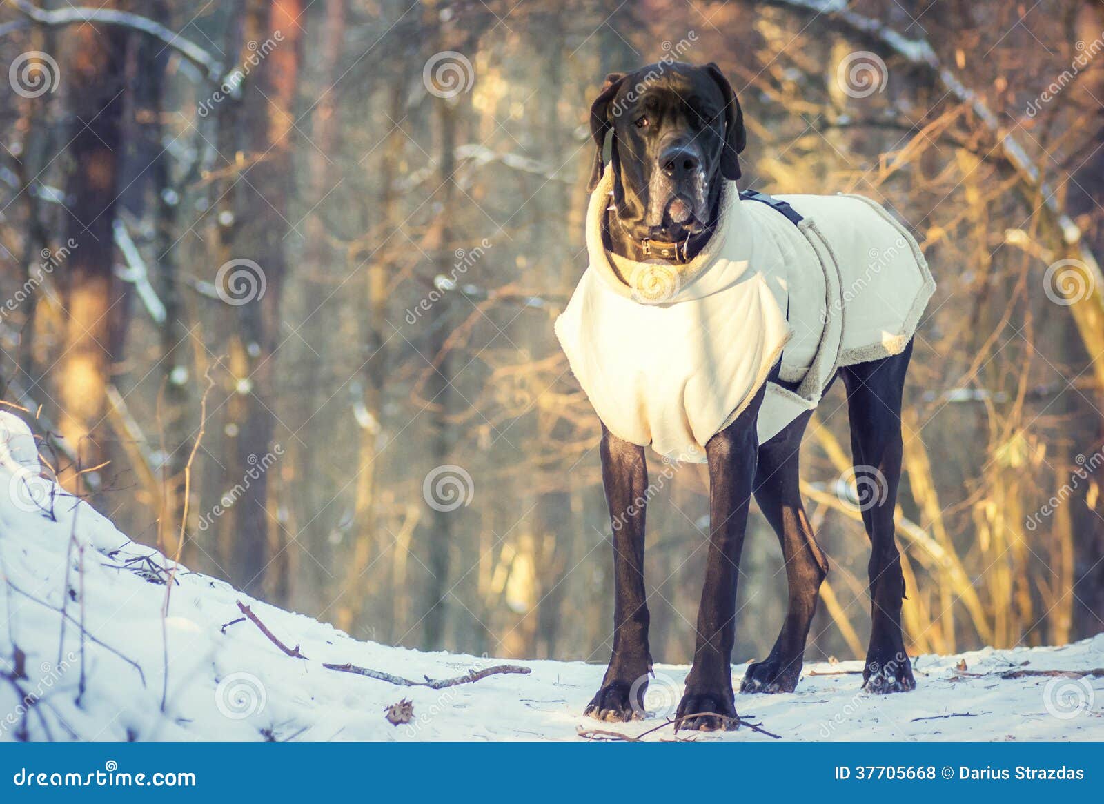 Great Dane stock photo. Image of happy, friend, running - 37705668