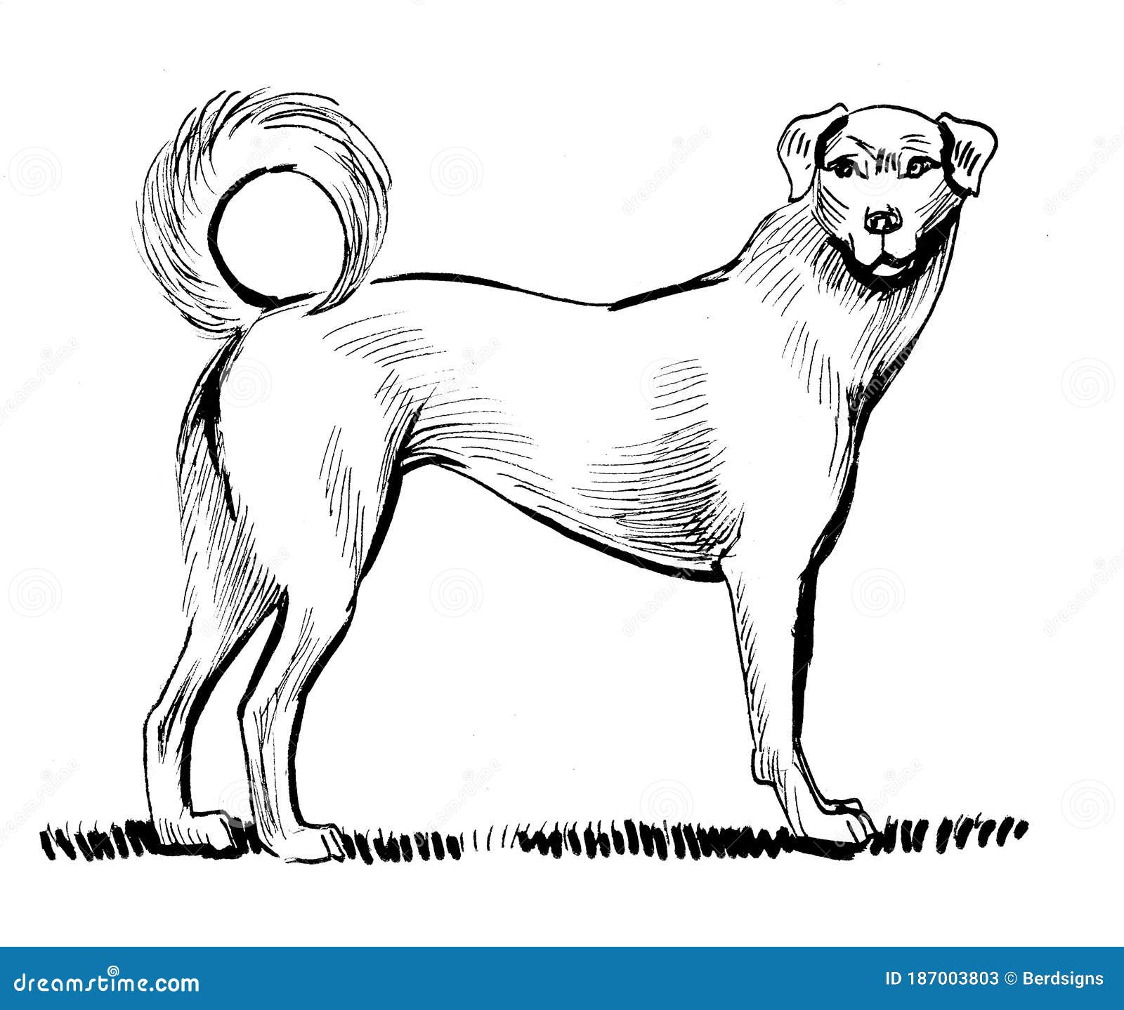 Standing dog stock illustration. Illustration of animal - 187003803