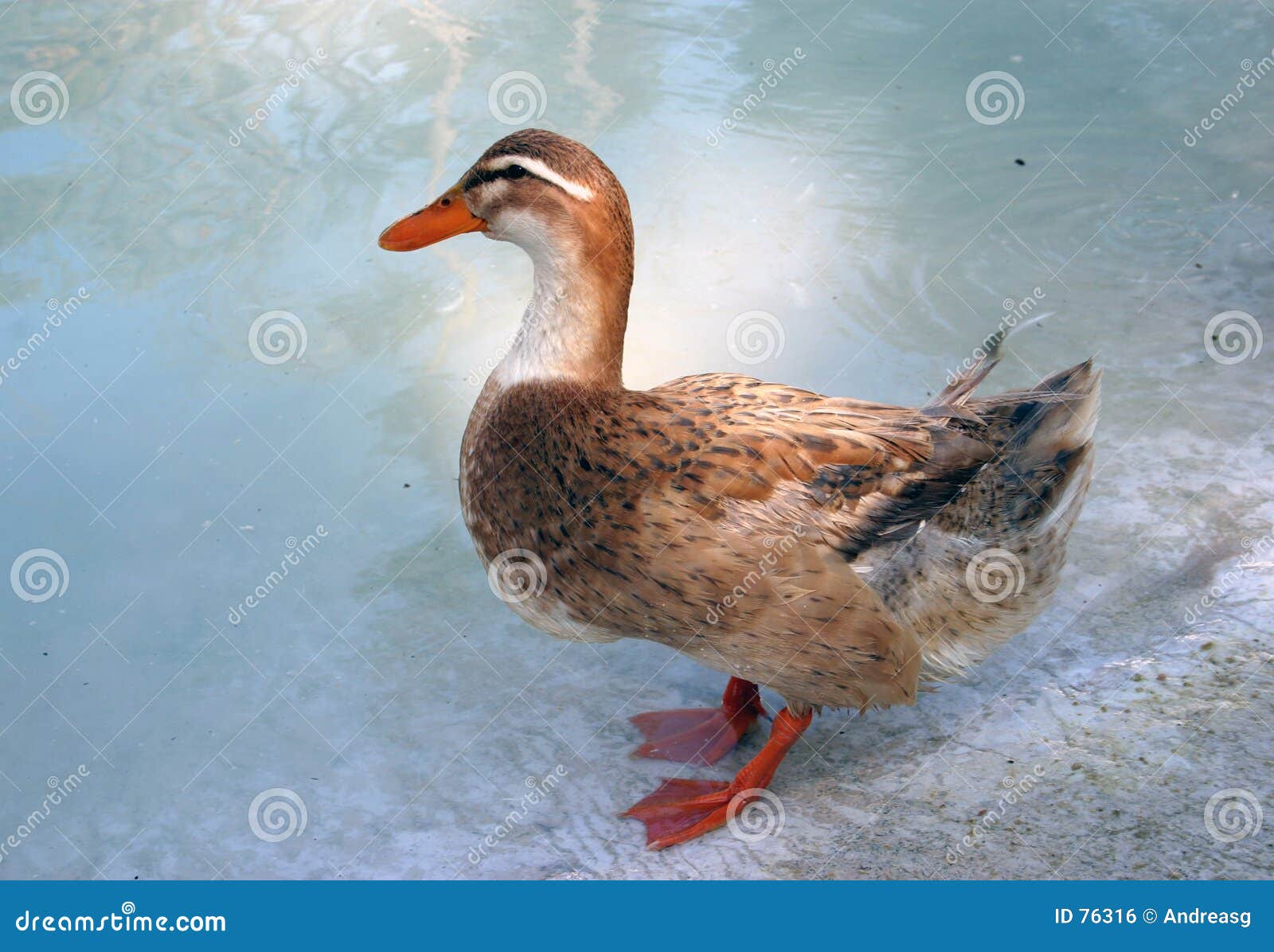 Standing duck stock photo. Image of color, standing, colors - 76316