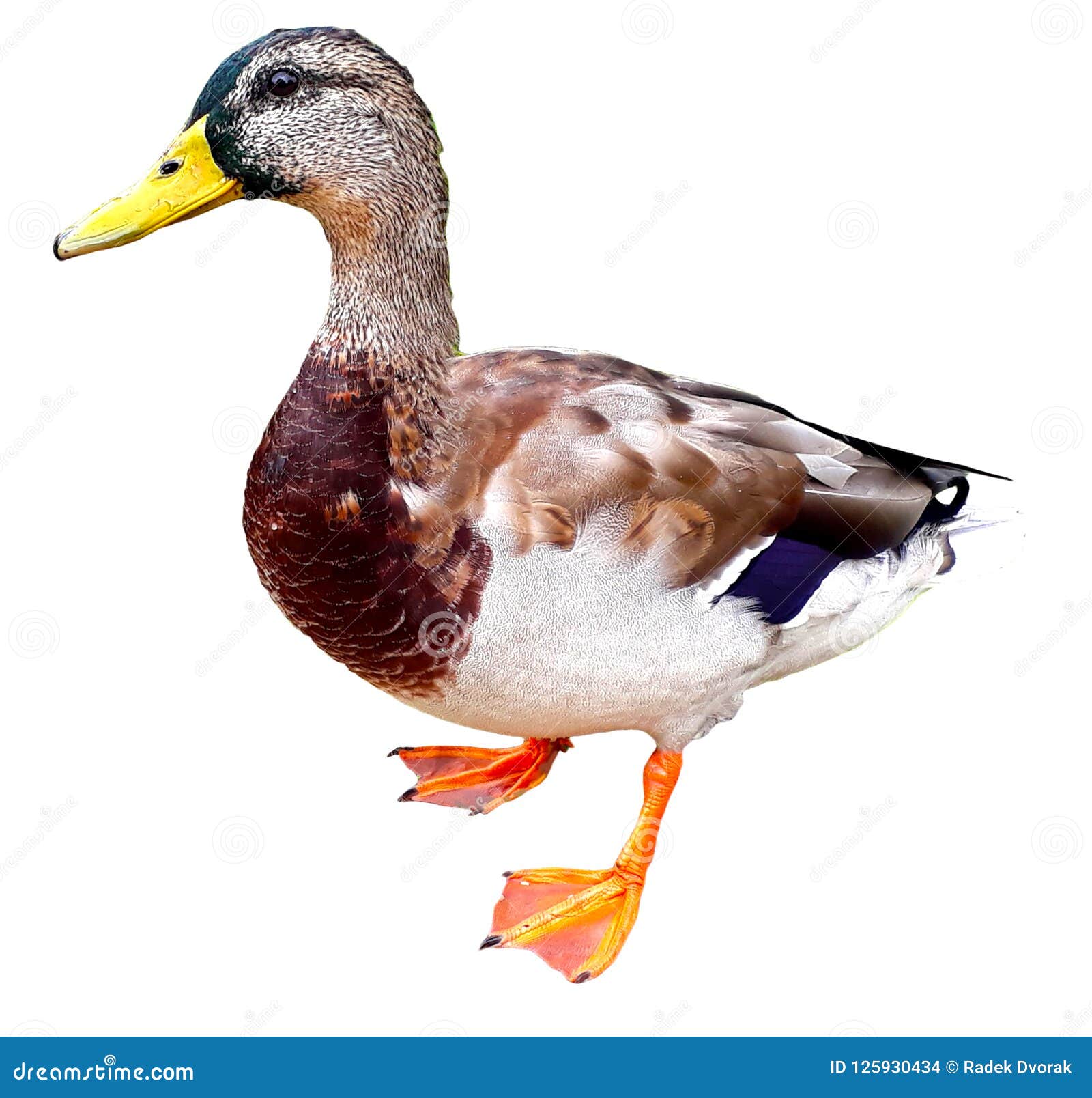 A Standing Duck - Front View - France Royalty-Free Stock Photo ...