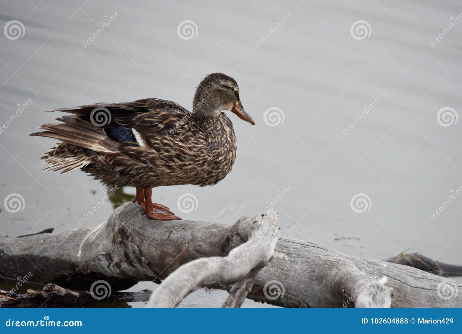 Standing duck stock photo. Image of duck, seabird, fowl - 102604888