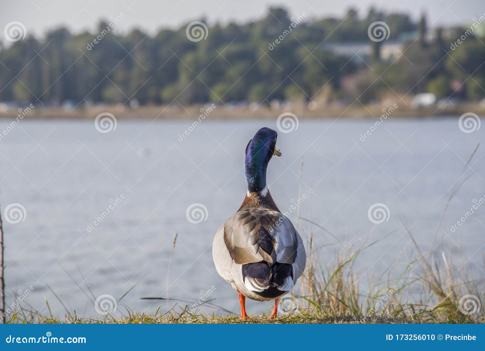 Standing duck stock photo. Image of ocean, back, bird - 173256010