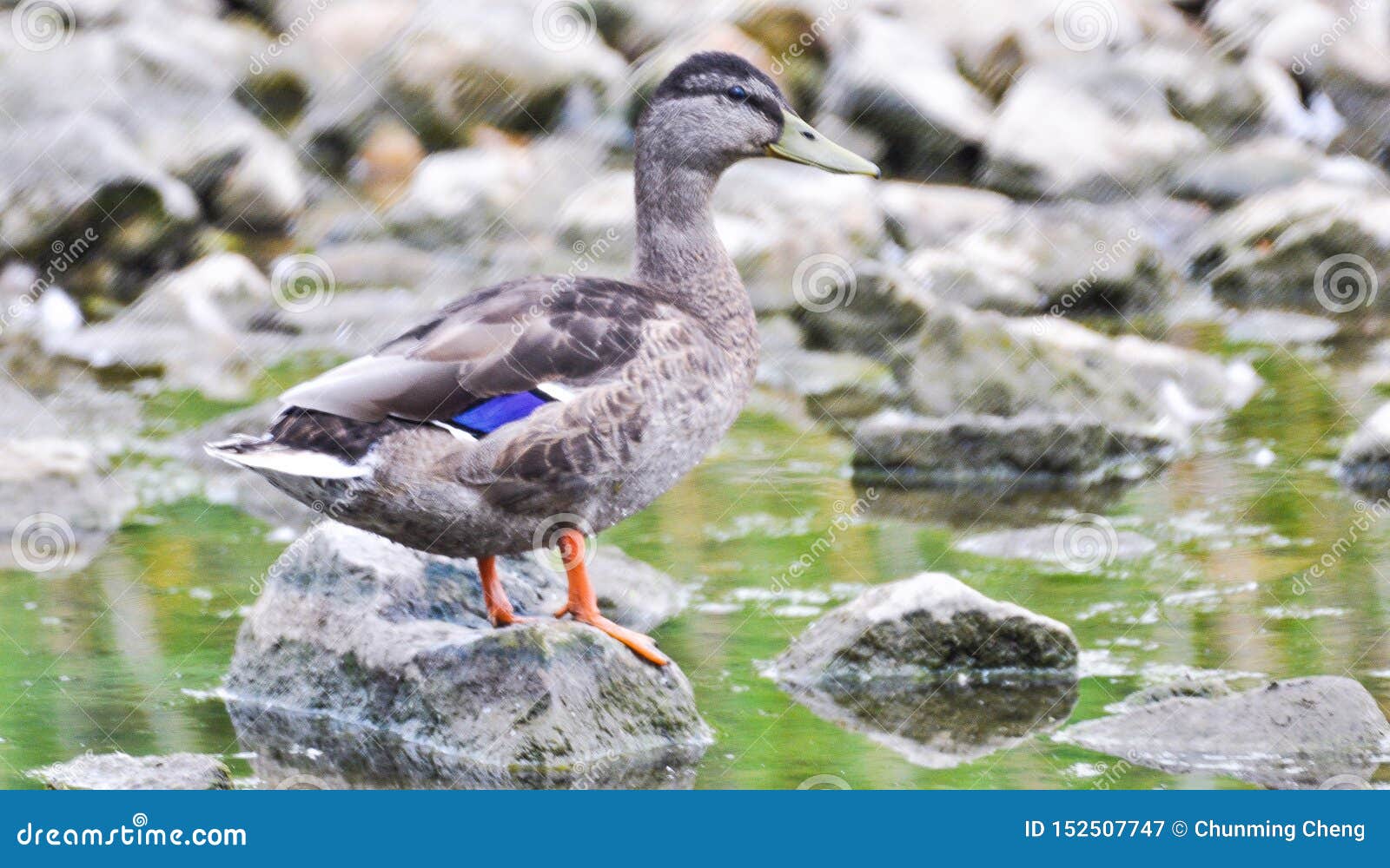 Standing Duck Stock Photography | CartoonDealer.com #55986440