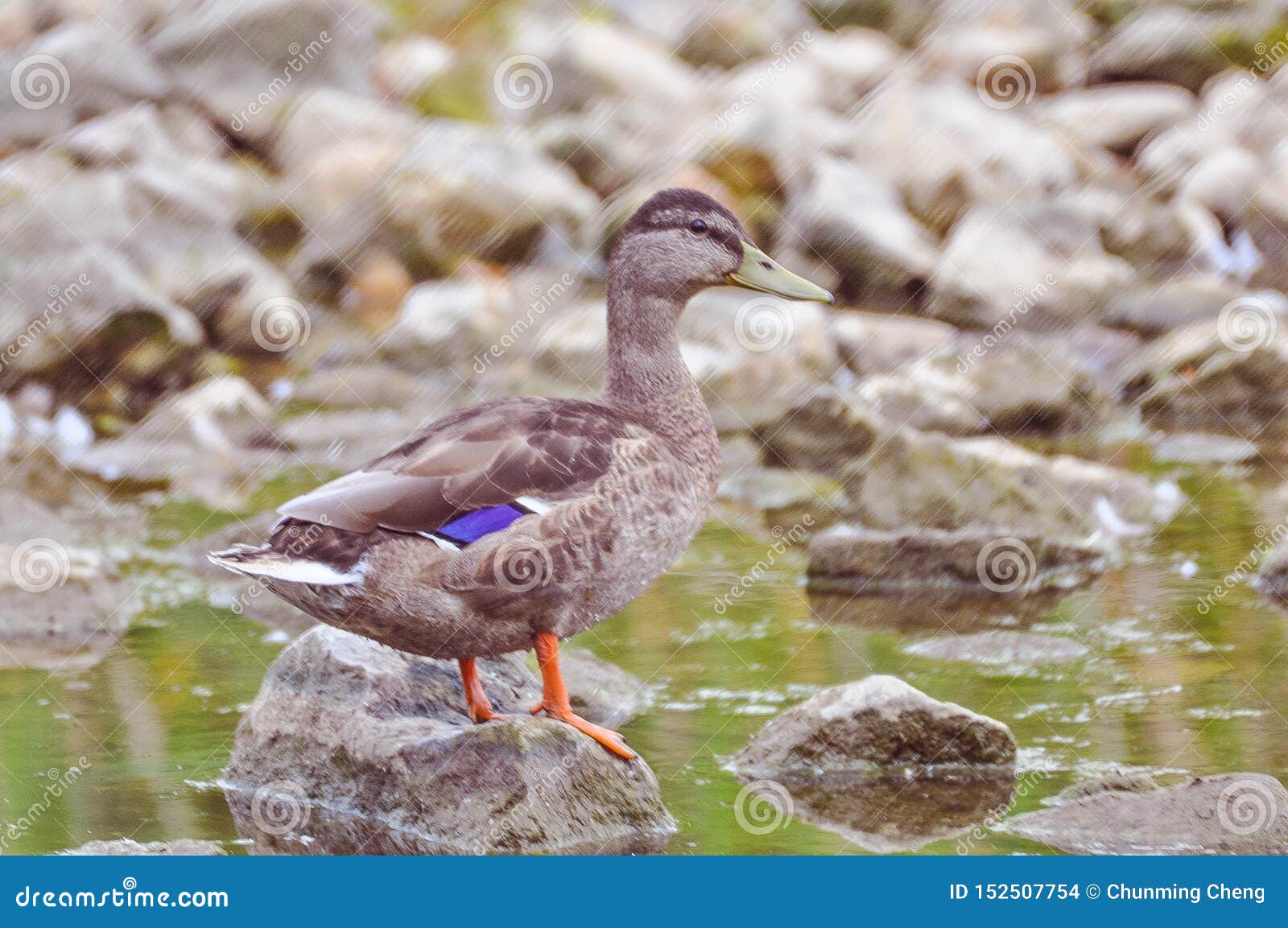 A Standing Duck - Front View - France Royalty-Free Stock Photo ...