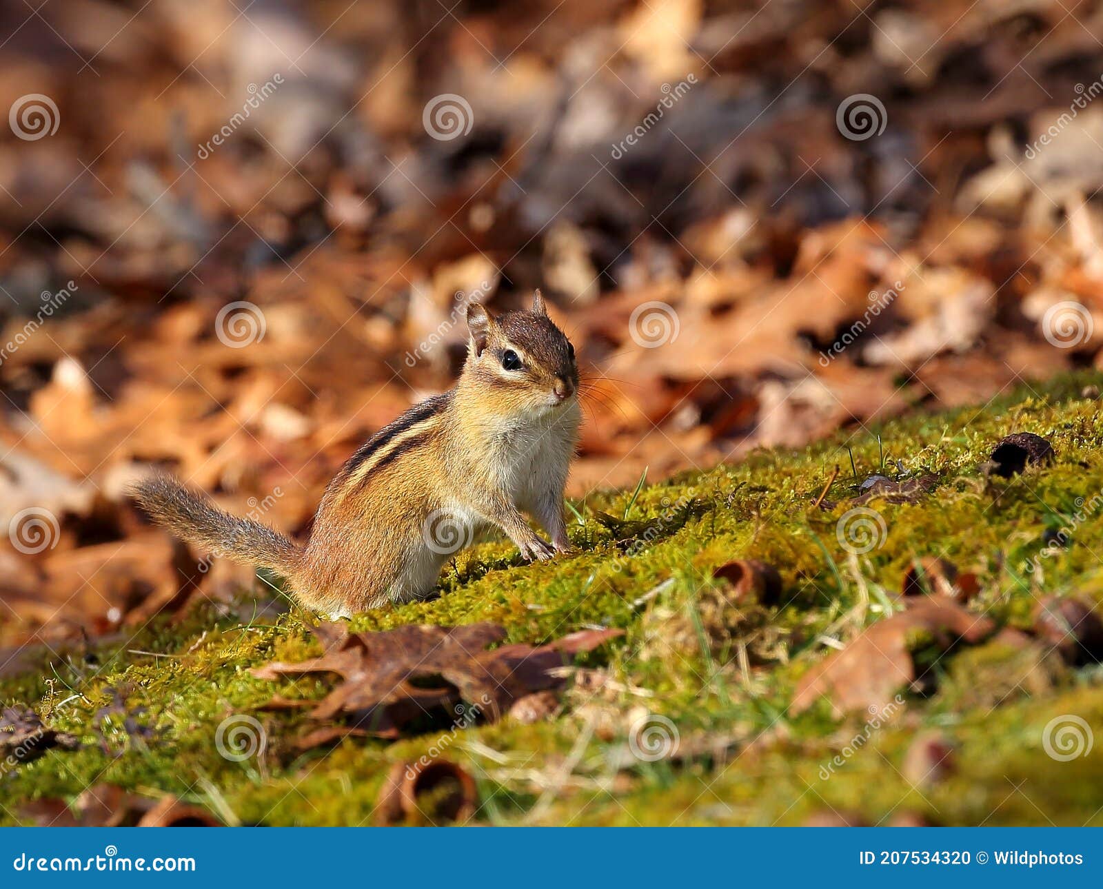 Adorable Eastern Chipmunk Looks Up In A Soft Woodland Autumn Scene ...