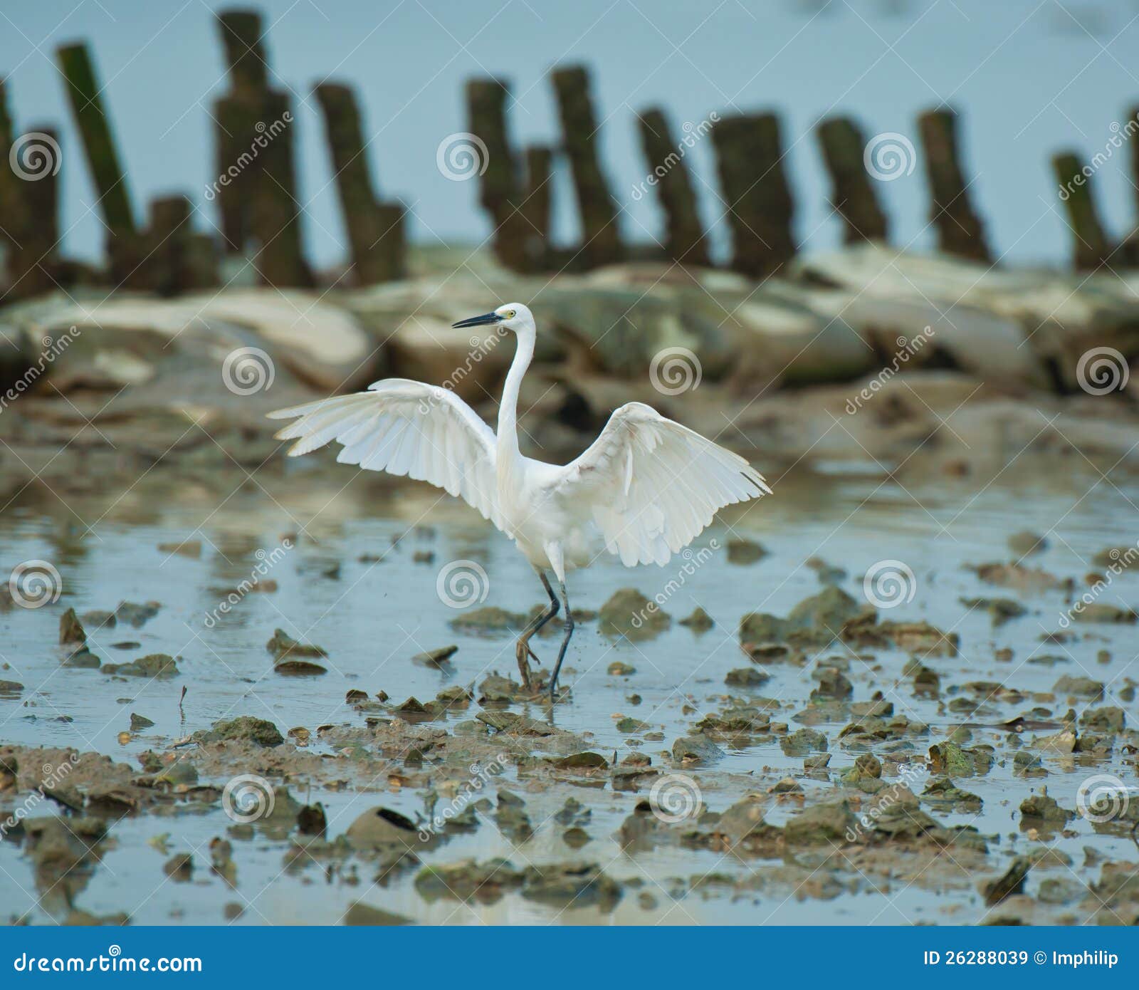 Standing egret stock image. Image of beauty, great, looking - 26288039
