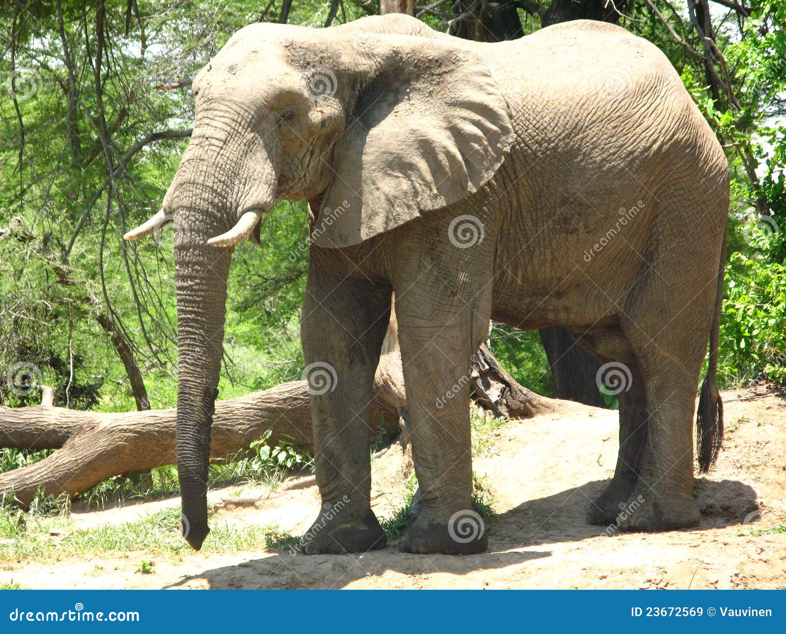 Standing elephant stock image. Image of mammal, park - 23672569