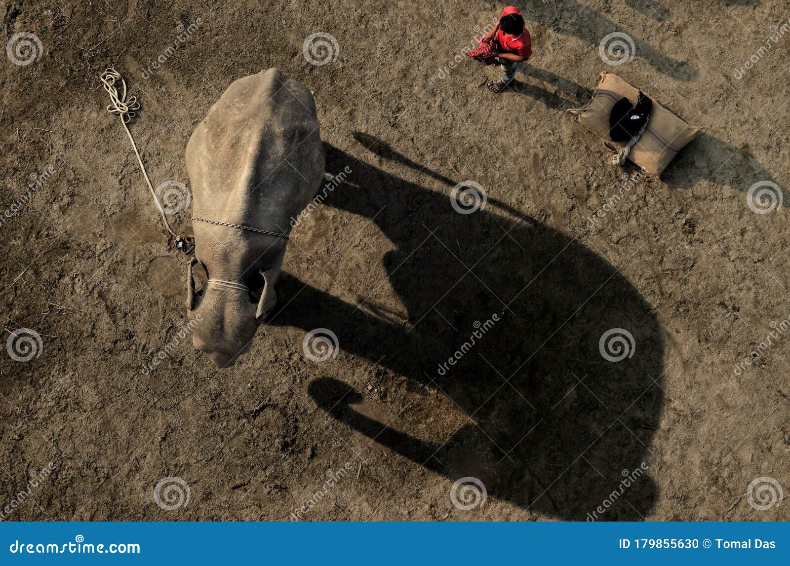 Standing elephant shadow editorial image. Image of animal - 179855630