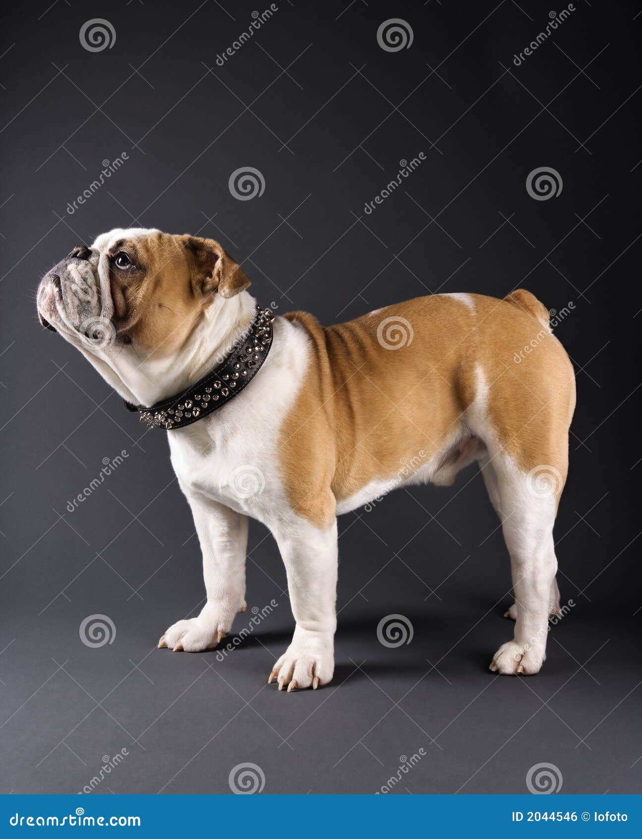 Standing English Bulldog. stock photo. Image of bulldog - 2044546