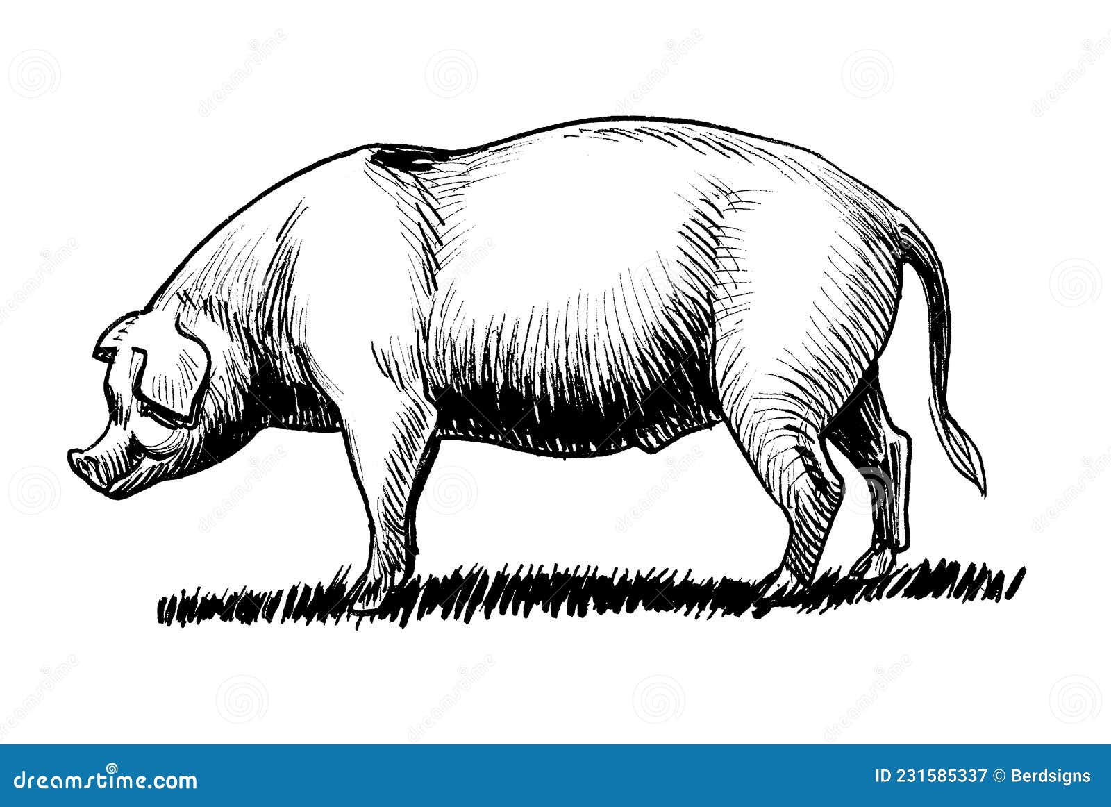 Standing fat pig stock illustration. Illustration of drawing - 231585337