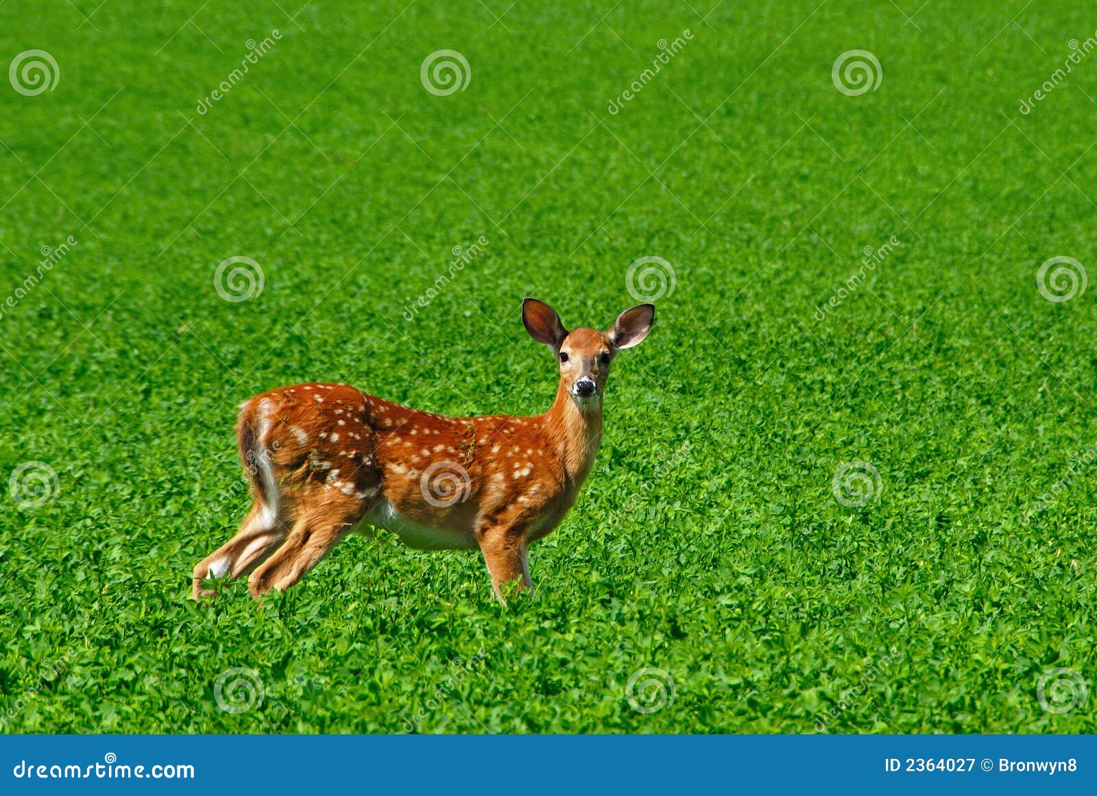 Standing Fawn stock image. Image of spring, young, outdoors - 2364027
