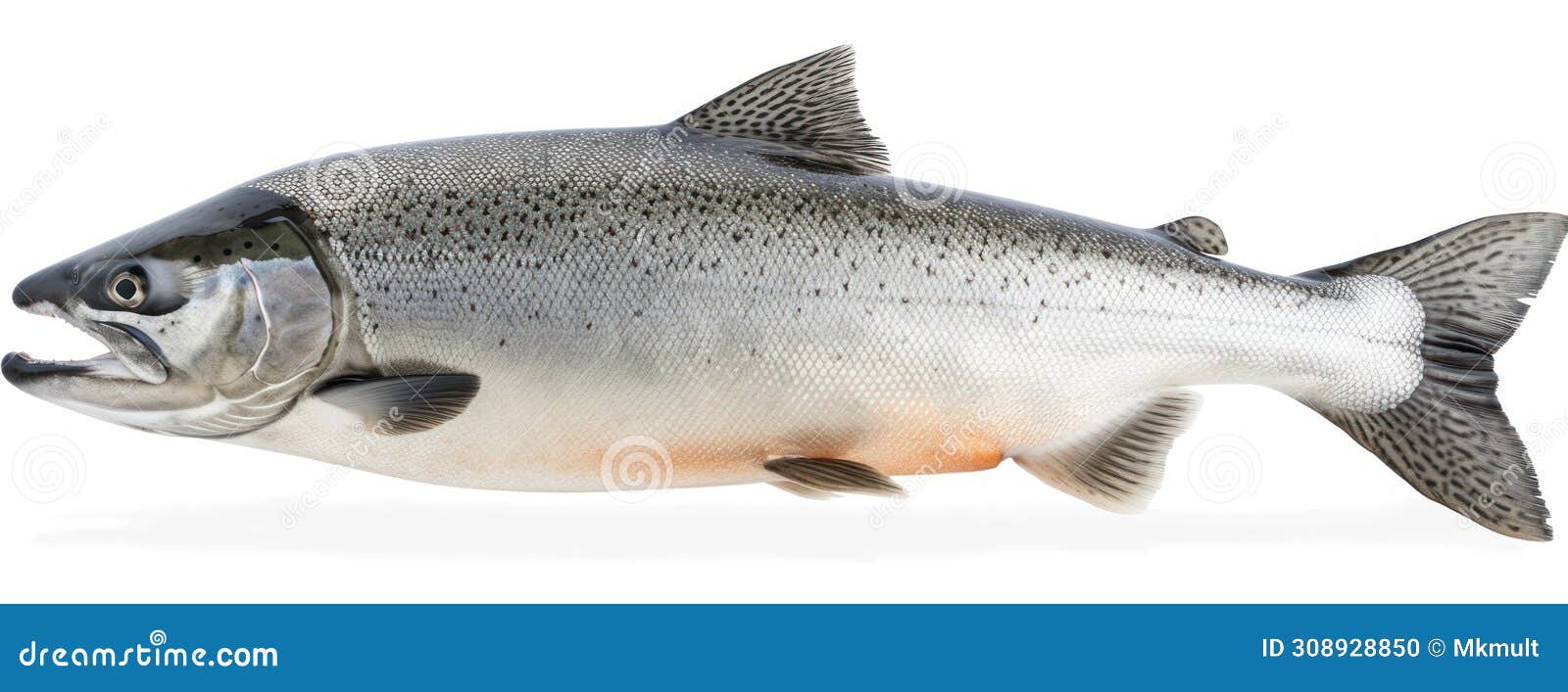 Standing Fish on White Surface Stock Illustration - Illustration of ...