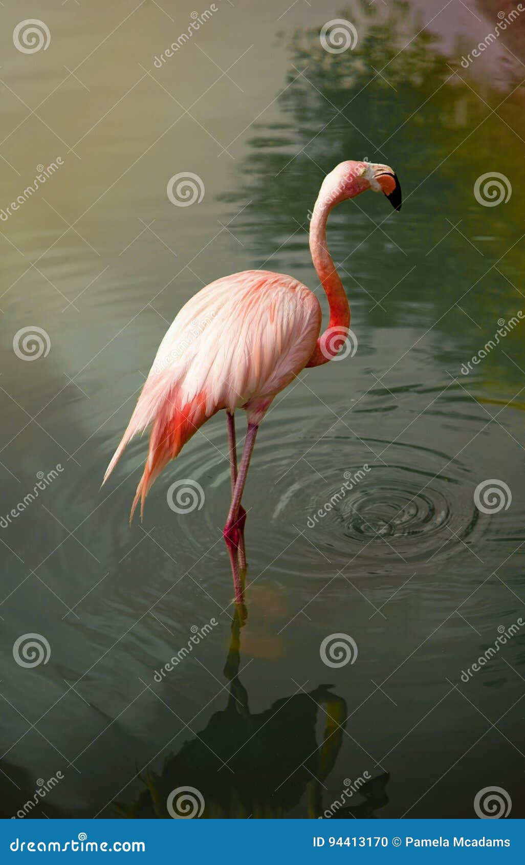 Standing Flamingo stock photo. Image of feather, beautiful - 94413170