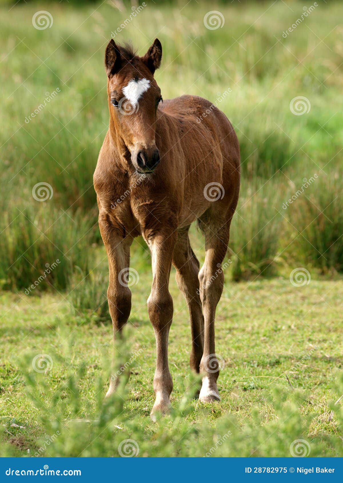 Standing Foal stock image. Image of meadow, field, pony - 28782975