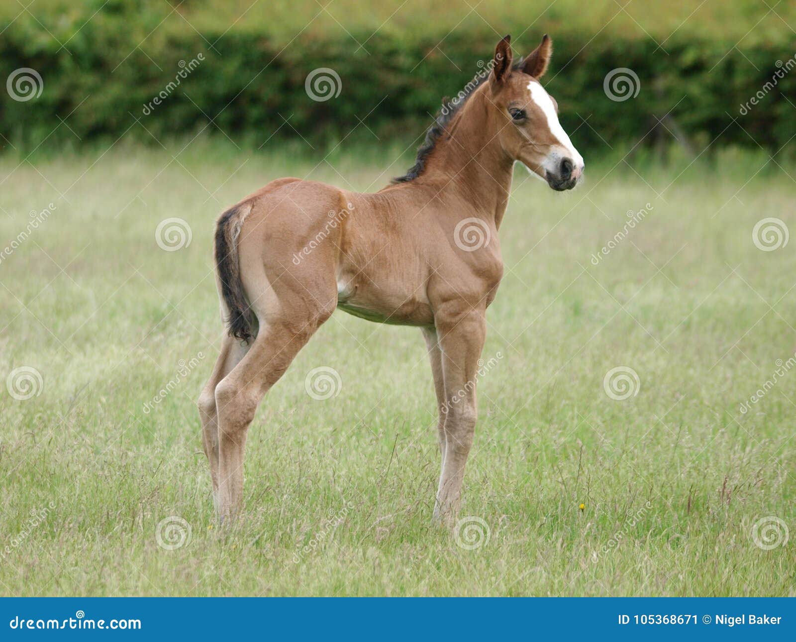 Standing Foal stock image. Image of equestrian, love - 105368671