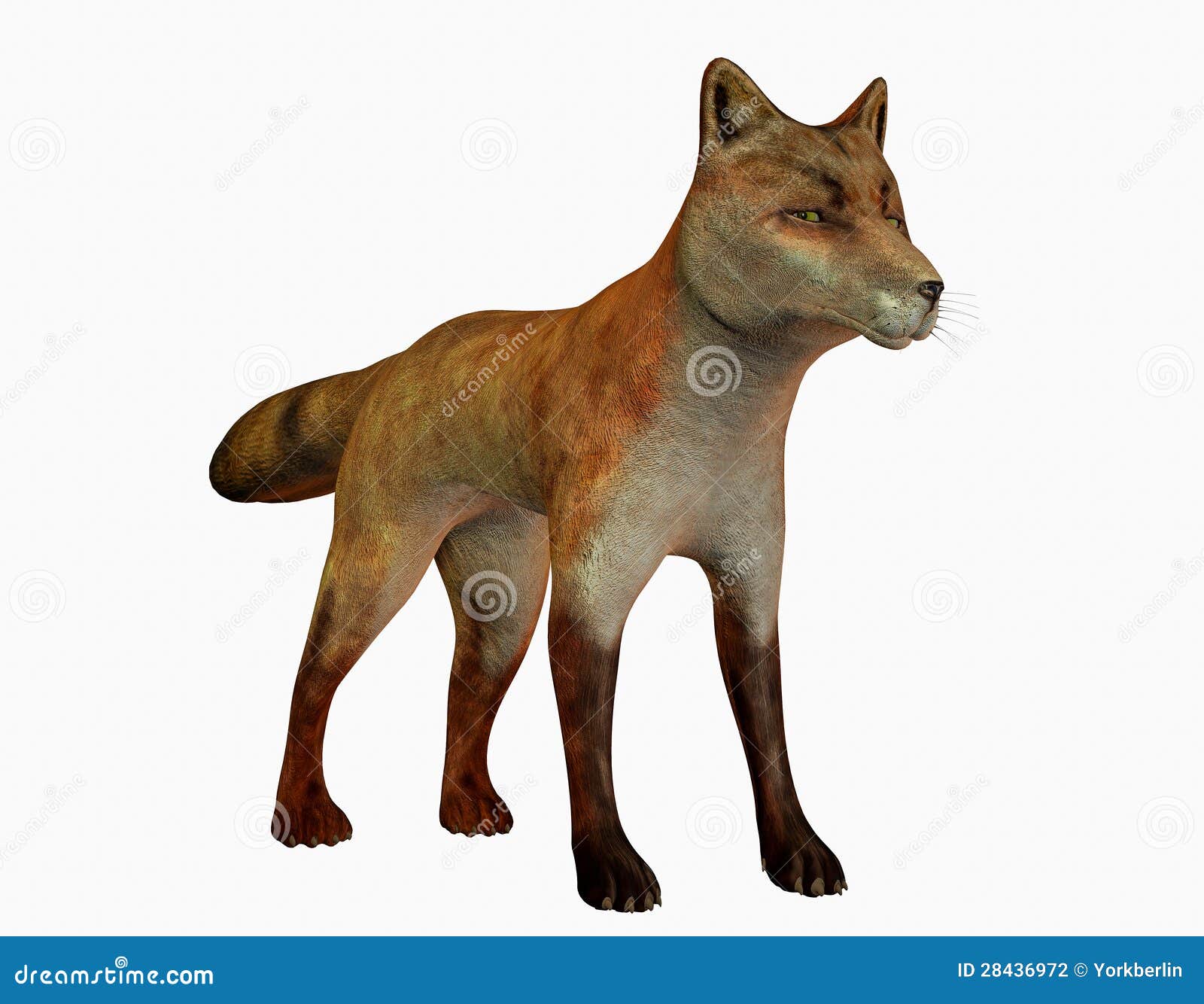Standing fox stock illustration. Illustration of carnivore - 28436972