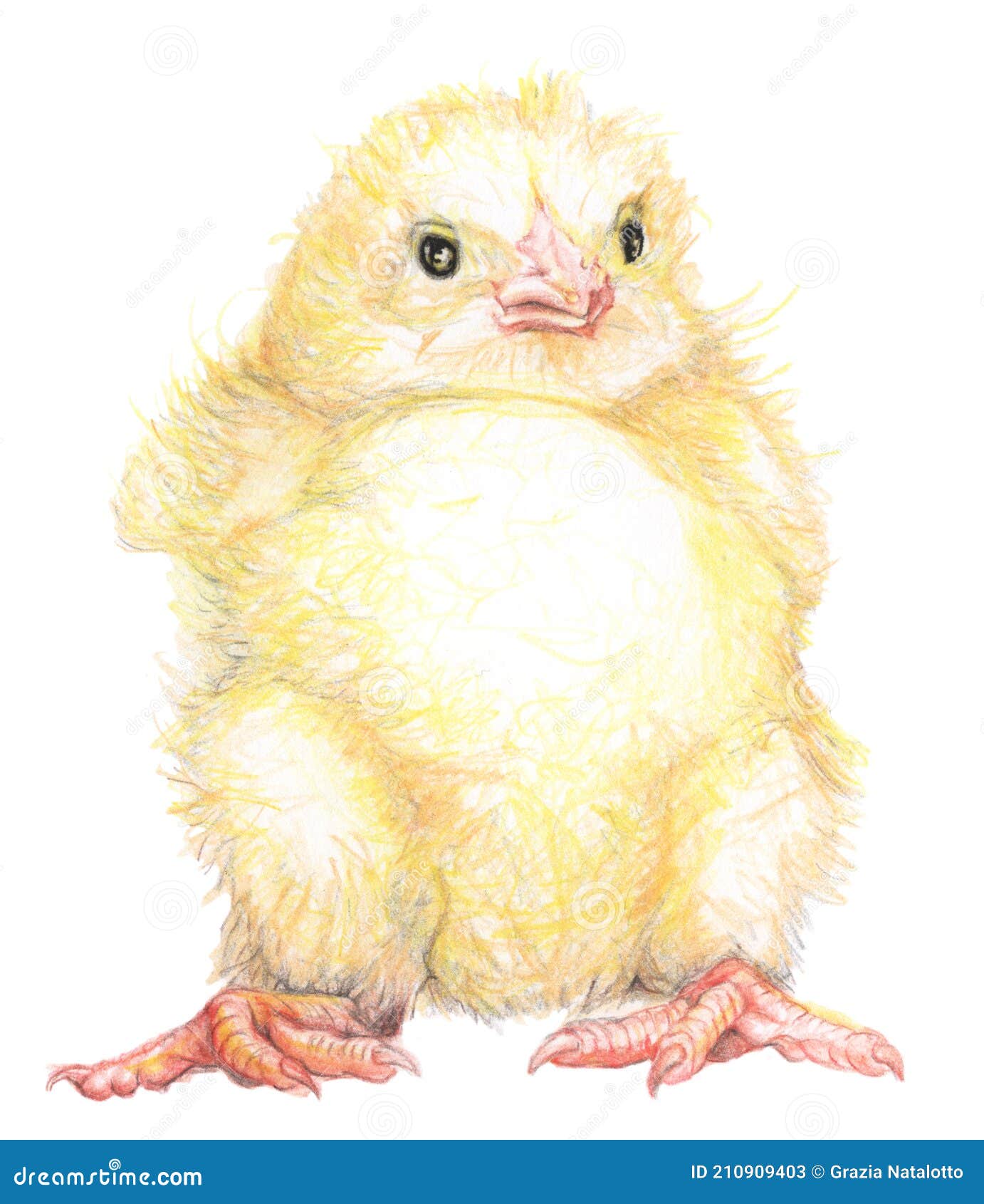 Standing Furry chick stock illustration. Illustration of cute - 210909403