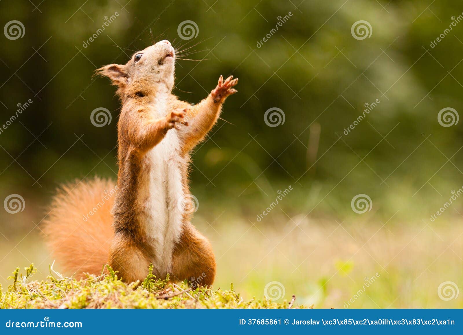 800 Ginger Squirrel Stock Photos - Free & Royalty-Free Stock Photos ...