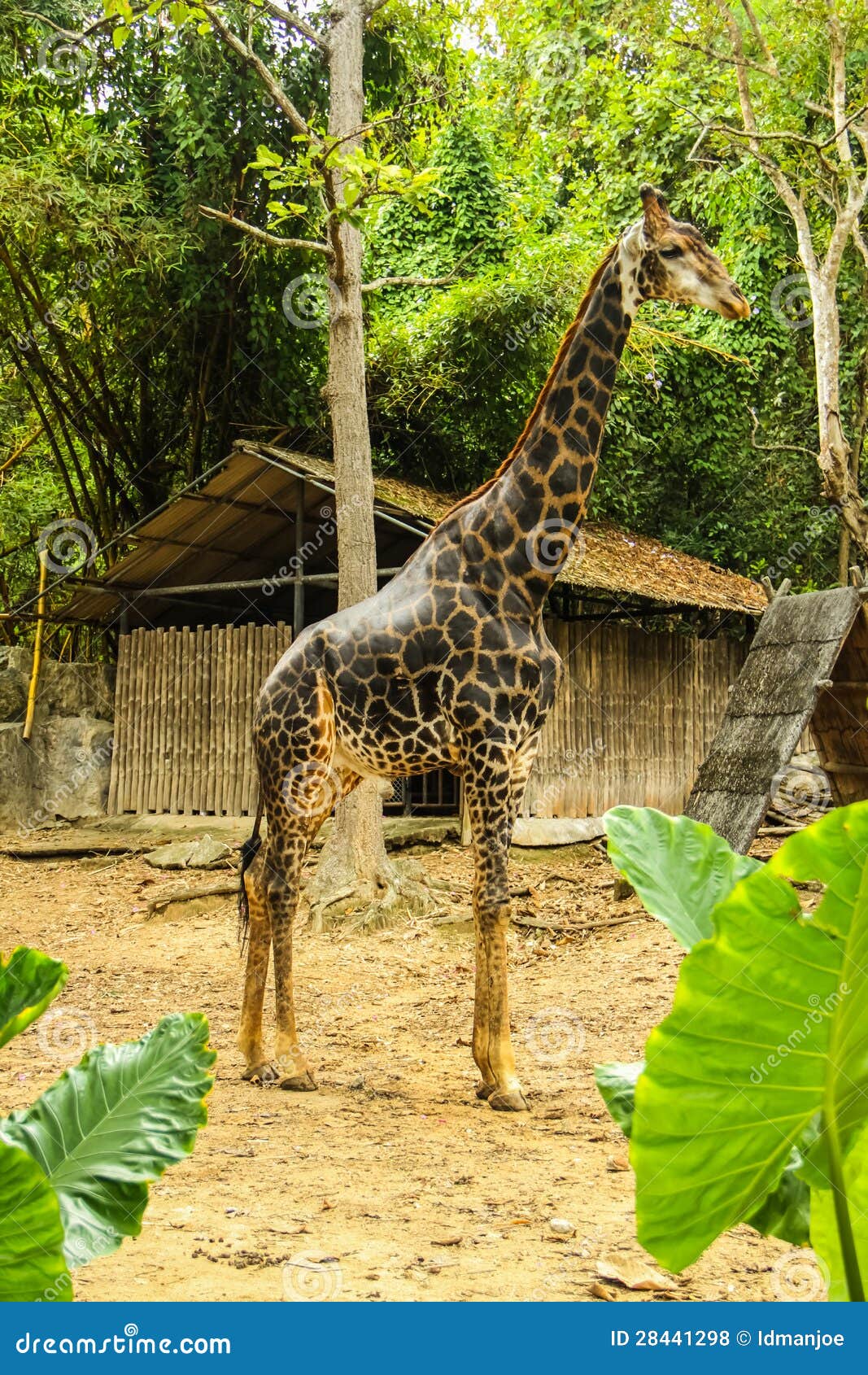 Standing giraffe stock photo. Image of postmark, grass - 28441298