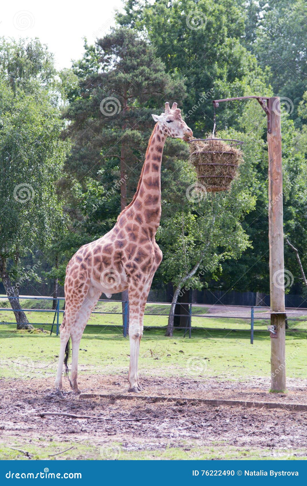 Standing Giraffe Eats Grass Stock Photo - Image of travel, landscape ...
