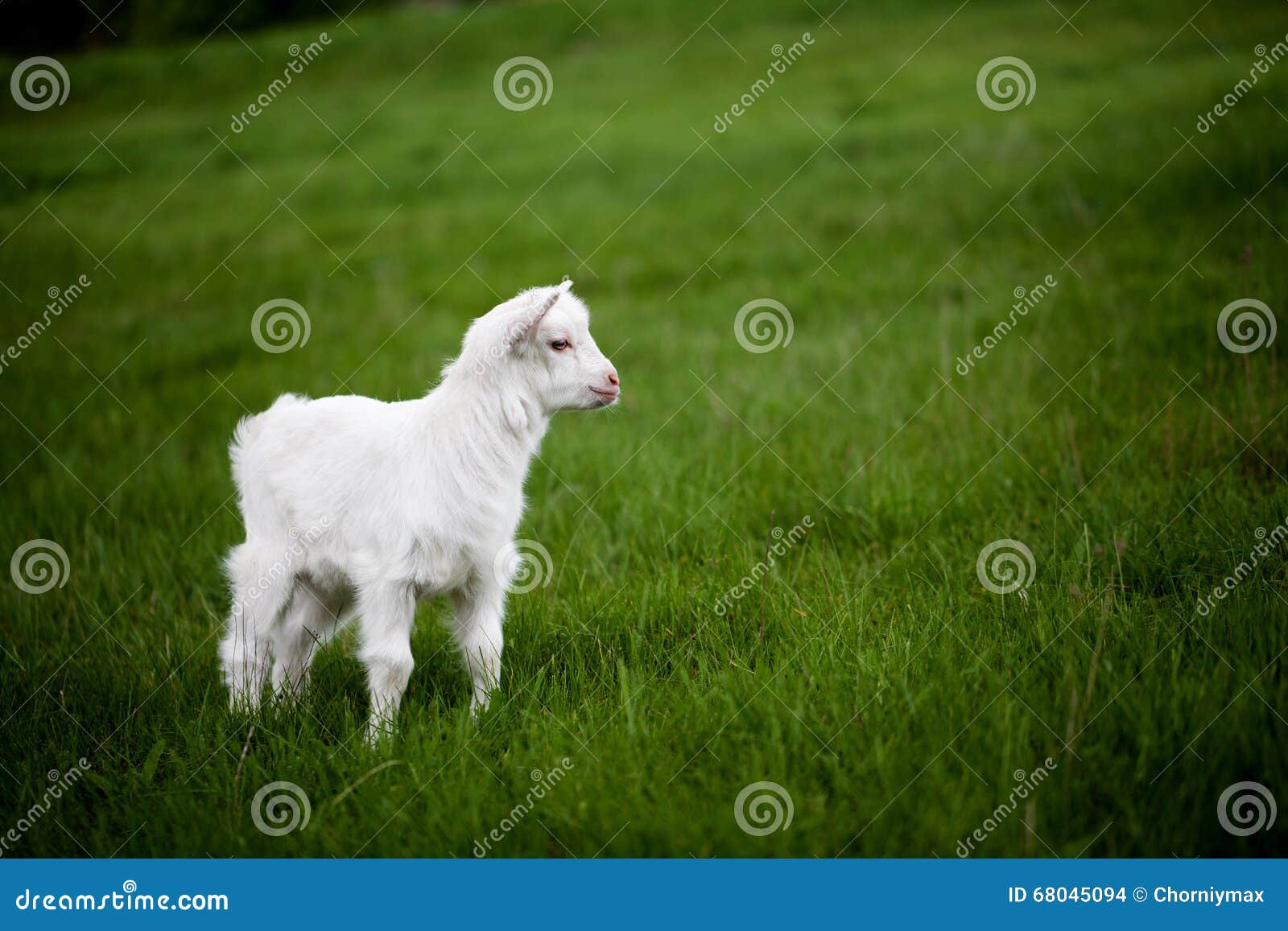 Standing goat kid stock photo. Image of child, funny - 68045094