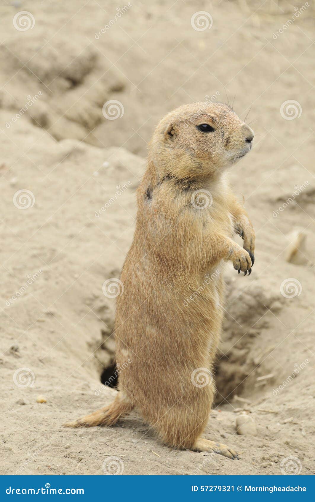 Standing Gopher stock image. Image of european, america - 57279321
