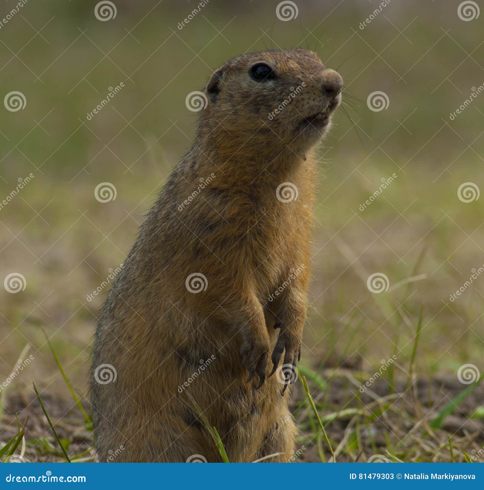 The standing gopher stock image. Image of attention, summer - 81479303