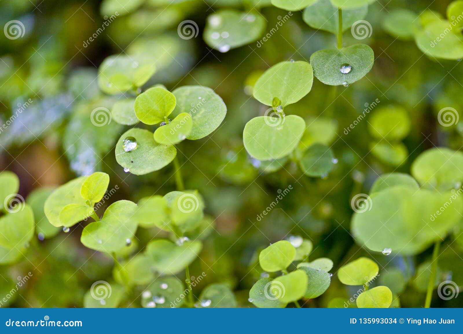 Standing Grass on the Floor of a Dense Forest. Stock Photo - Image of ...