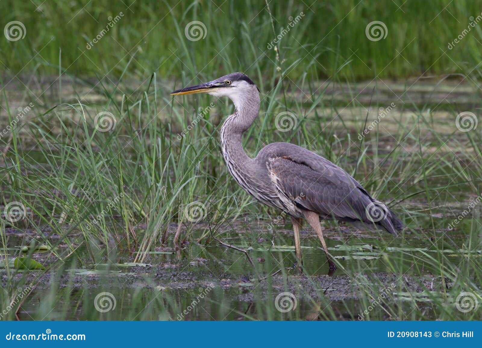 Standing Great Blue Heron stock image. Image of heron - 20908143