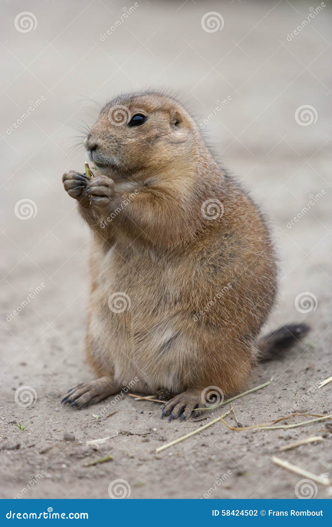 Standing groundhog stock photo. Image of outdoors, groundhog - 58424502