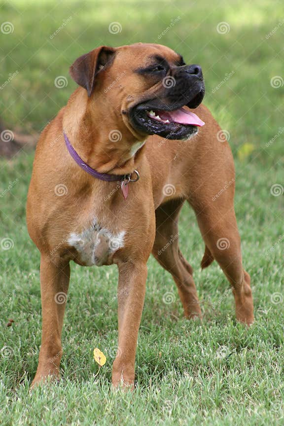 Standing Guard stock photo. Image of boxer, guarding, standing - 1068896
