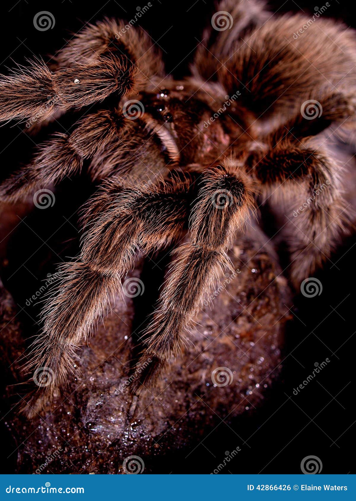 Standing Guard stock photo. Image of tarantula, still - 42866426