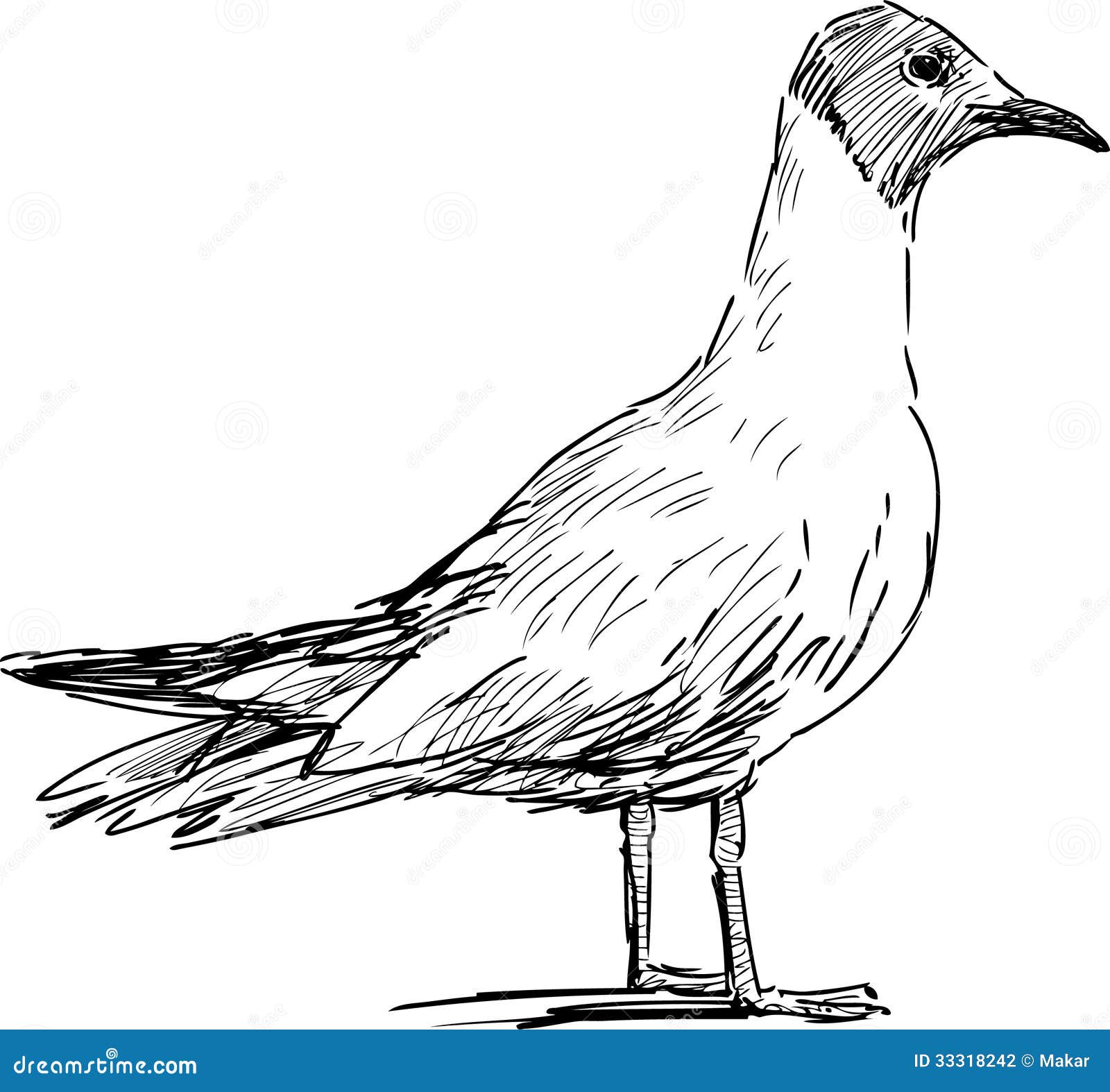 Standing gull stock vector. Illustration of swalking - 33318242