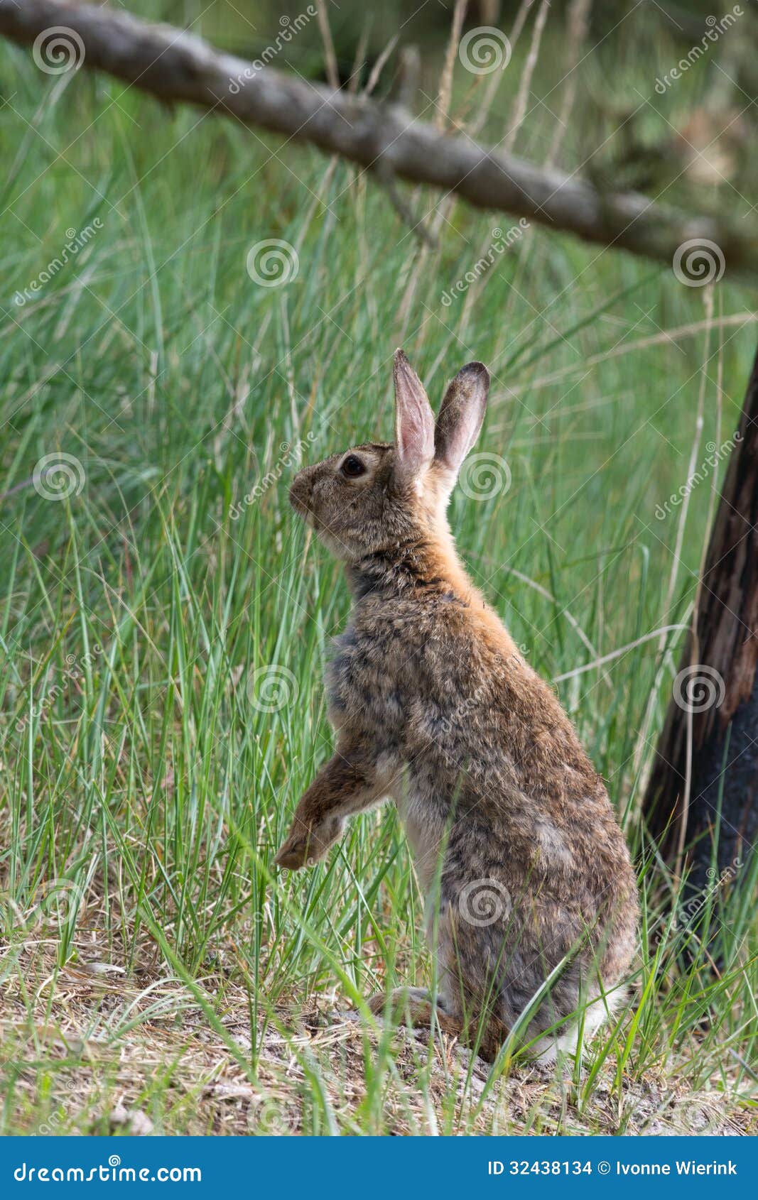 Standing hare in dunes stock photo. Image of wadden, island - 32438134
